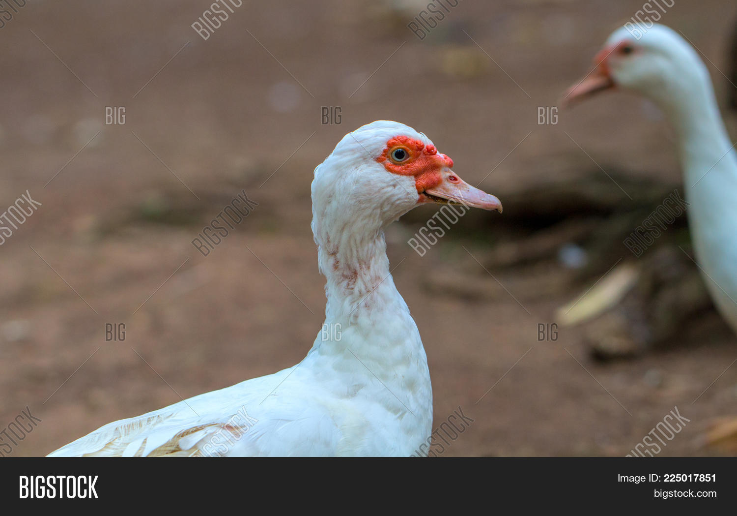 White Goose Head Image & Photo (Free Trial) | Bigstock