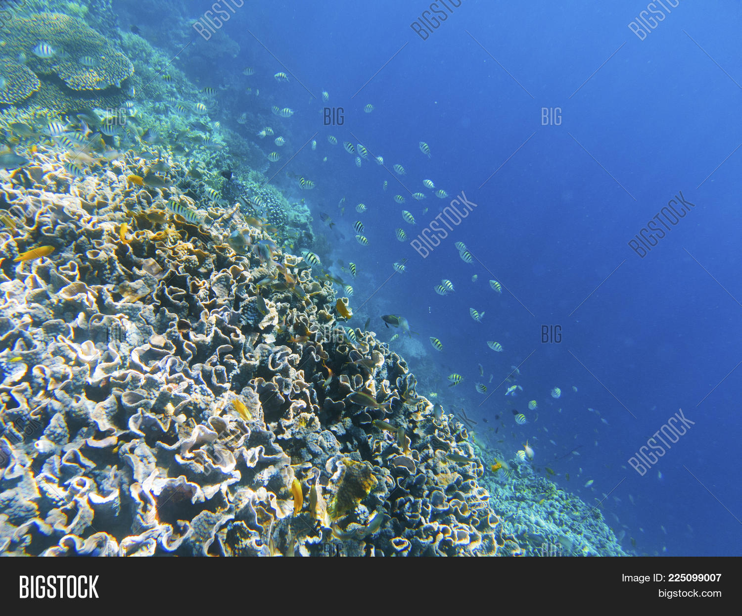 Coral Reef Wall Image & Photo (Free Trial) | Bigstock