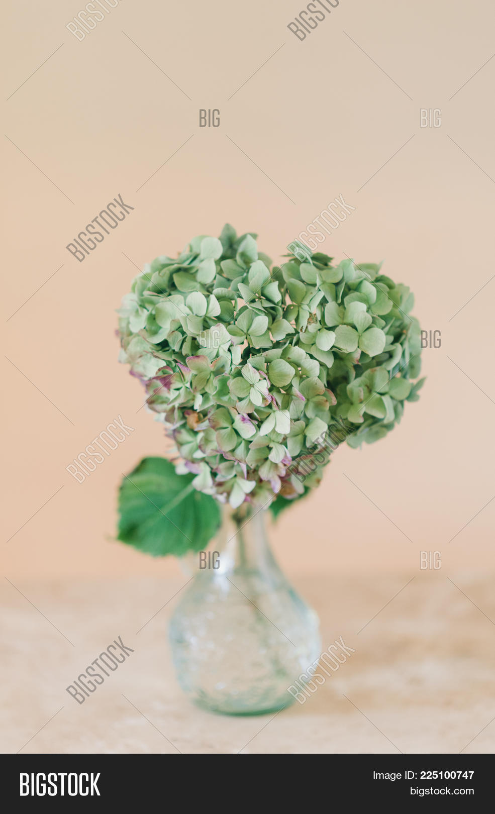 Hydrangea Flower Image & Photo (Free Trial) | Bigstock