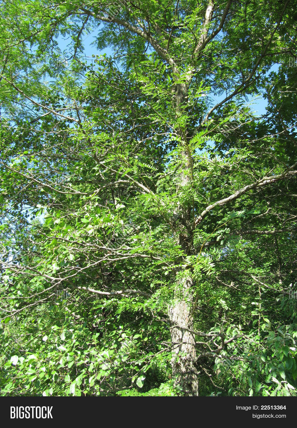 Beautiful Trees Summer Image & Photo (Free Trial) | Bigstock