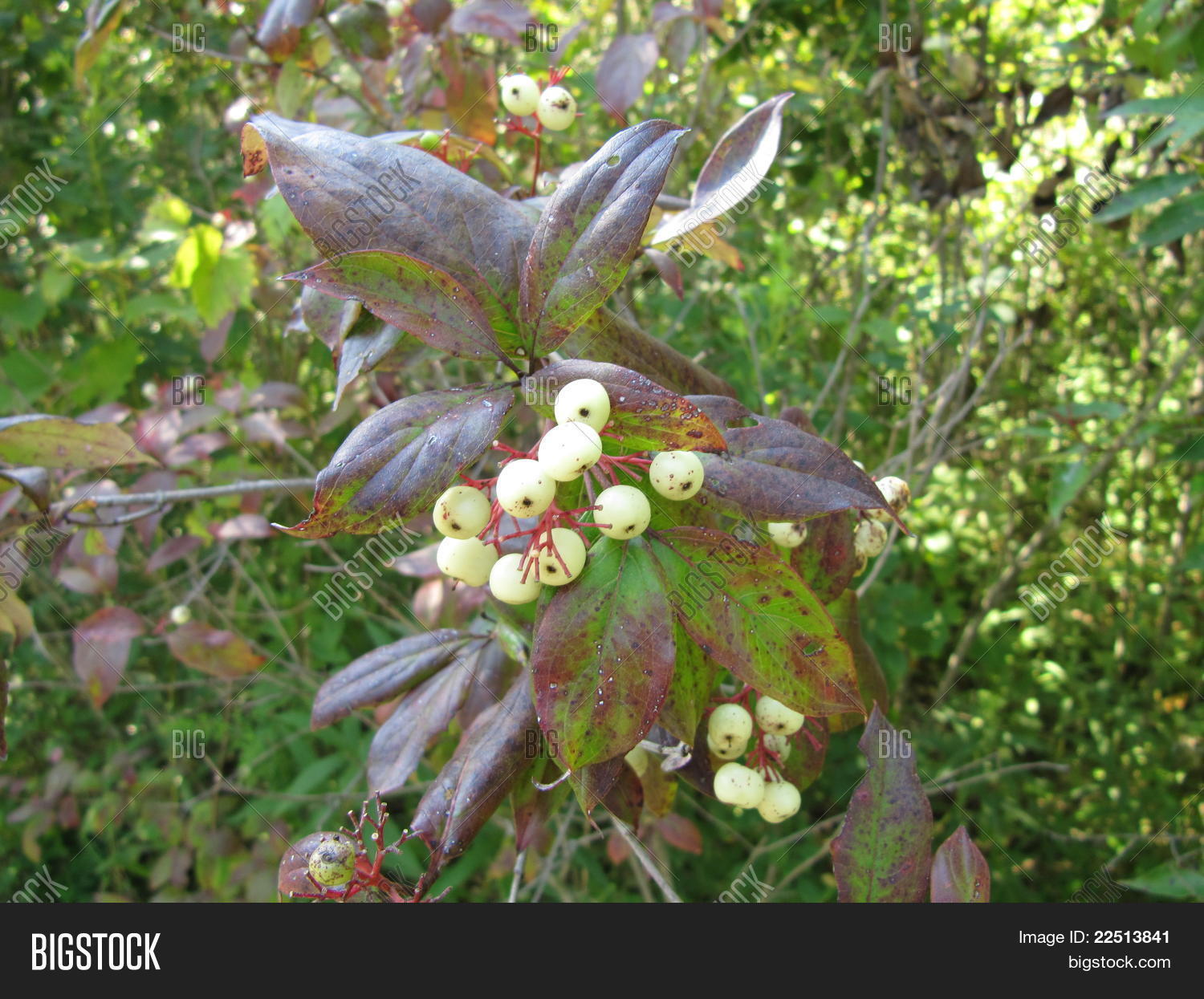 White Berries Poison Image & Photo (Free Trial) | Bigstock