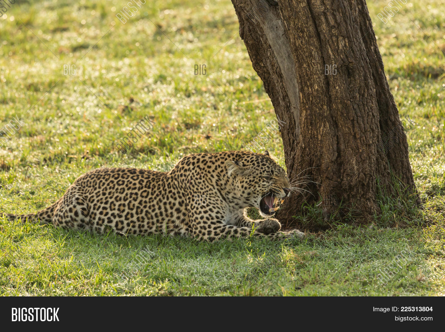 Leopard Base Tree On Image & Photo (Free Trial) | Bigstock