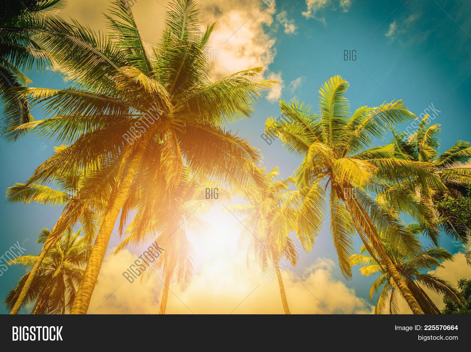 Coconut Plam Tree Image & Photo (Free Trial) | Bigstock