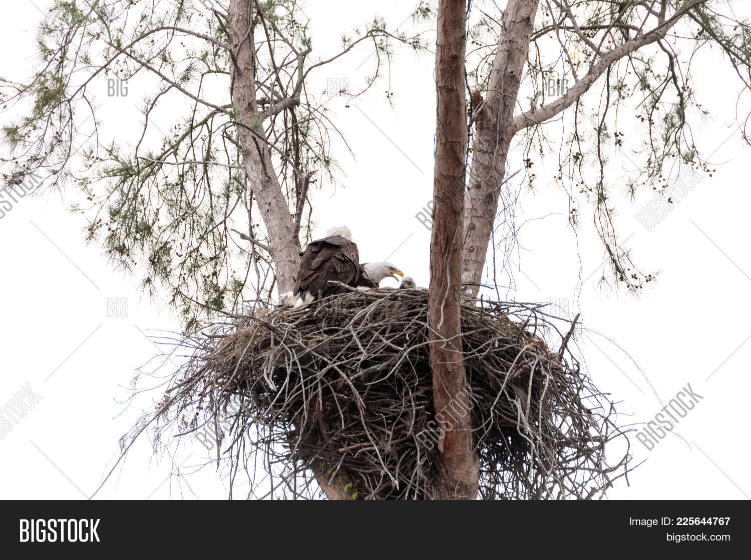 Family Two Bald Eagle Image & Photo (Free Trial) | Bigstock