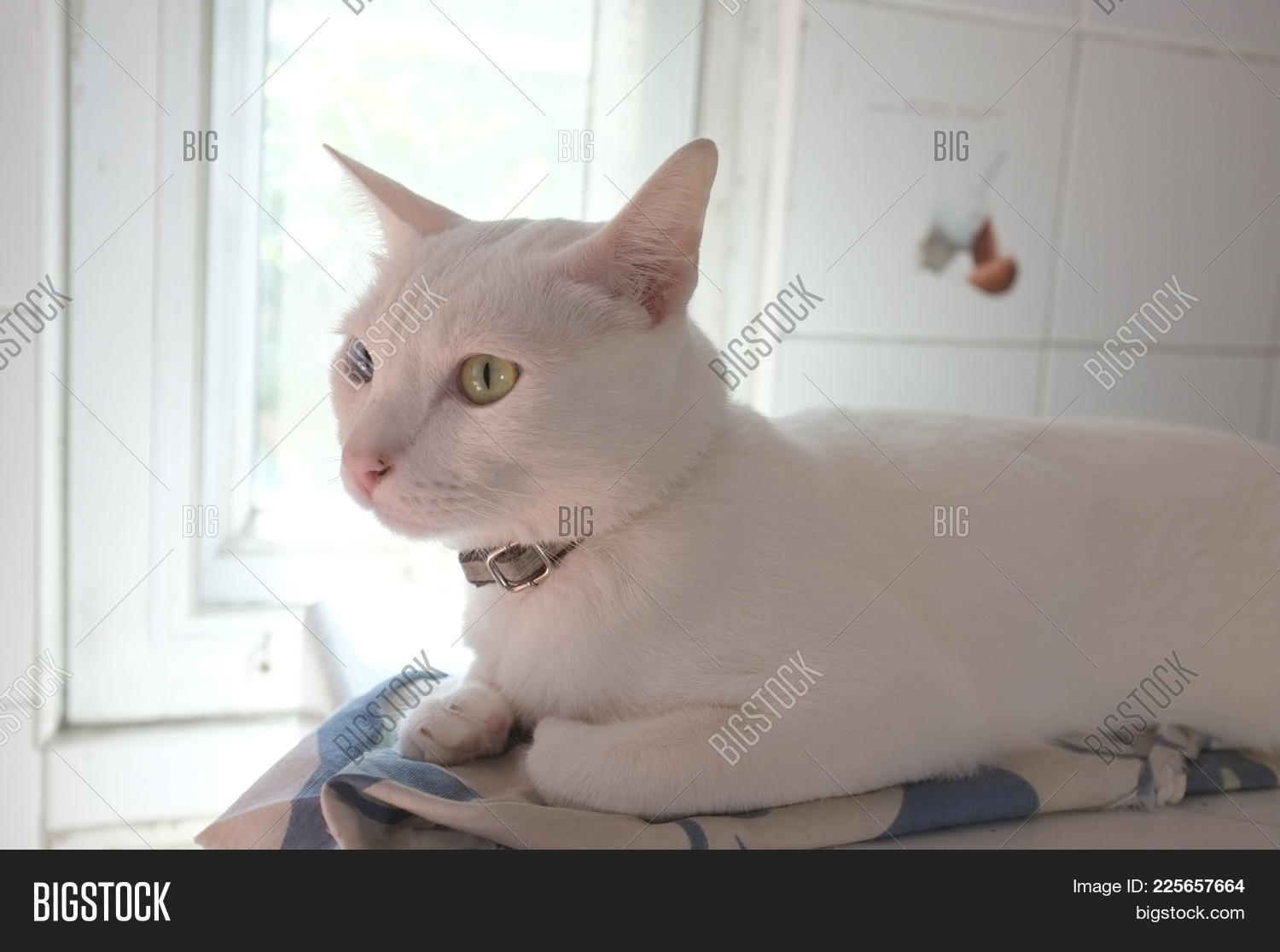 Siamese Pure White Image & Photo (Free Trial) | Bigstock