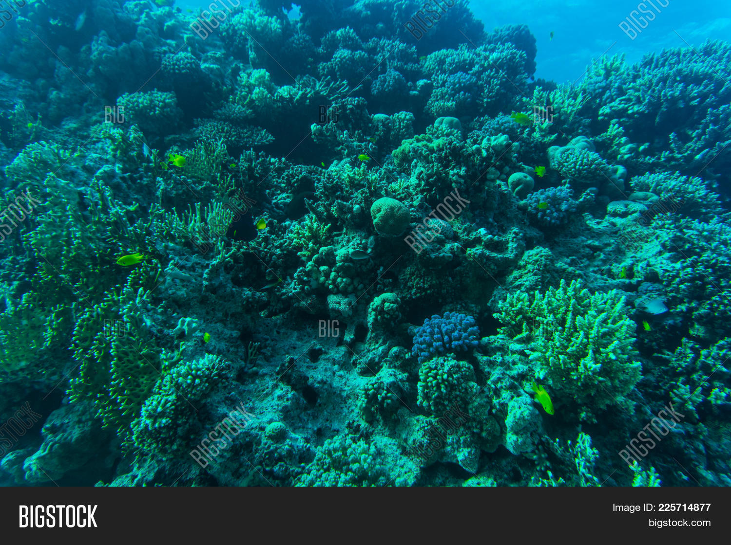 Coral Reef Fire Coral Image & Photo (Free Trial) | Bigstock