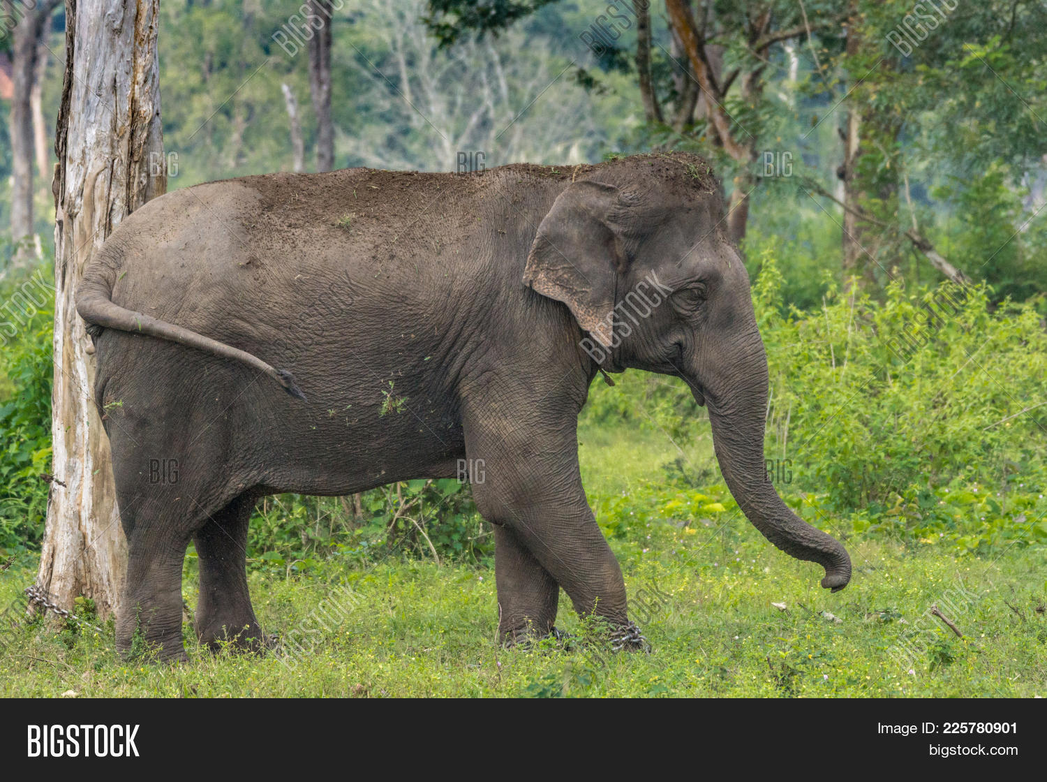 Coorg, India - October Image & Photo (Free Trial) | Bigstock