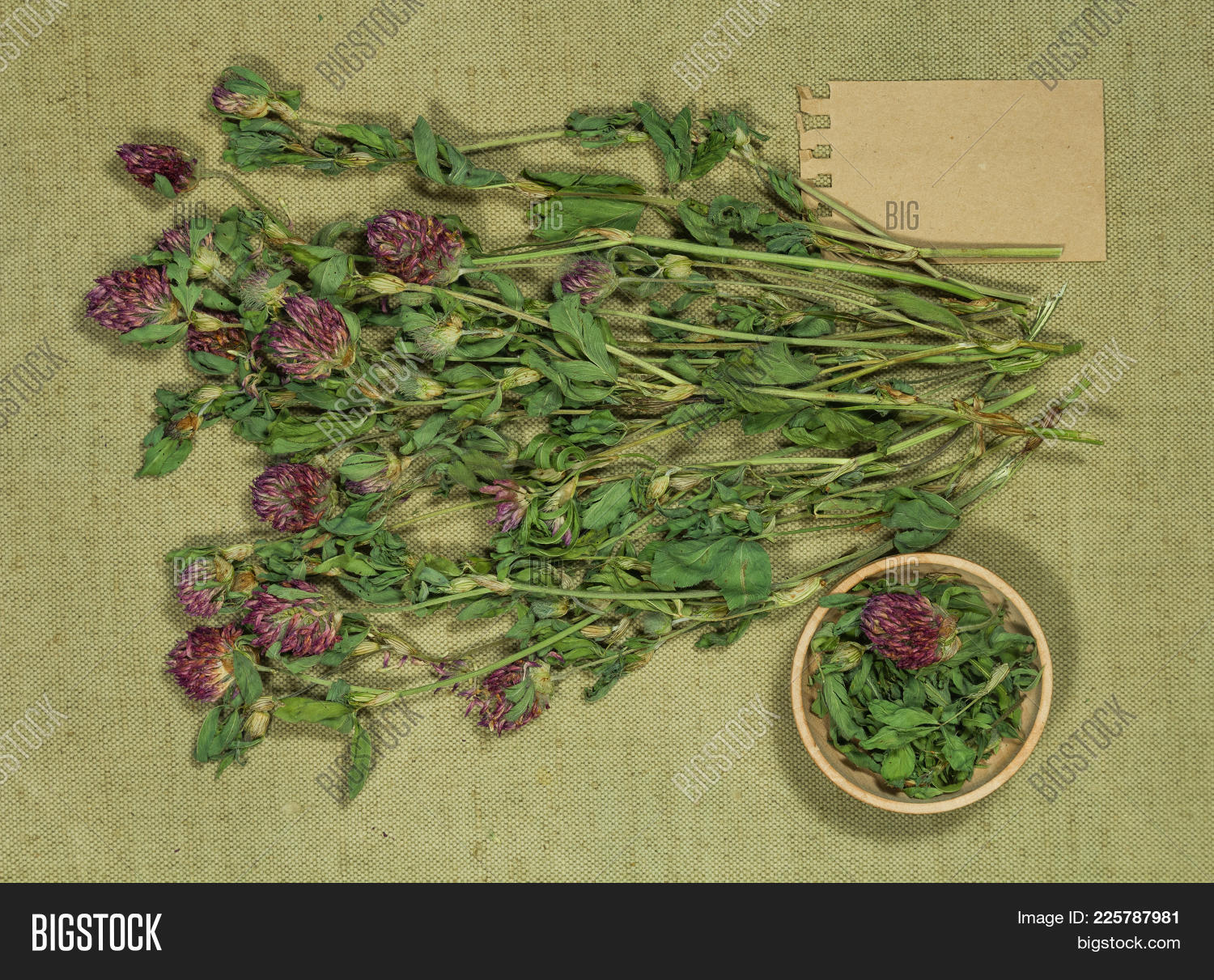 Clover, Trefoil. Dry Image & Photo (Free Trial) | Bigstock