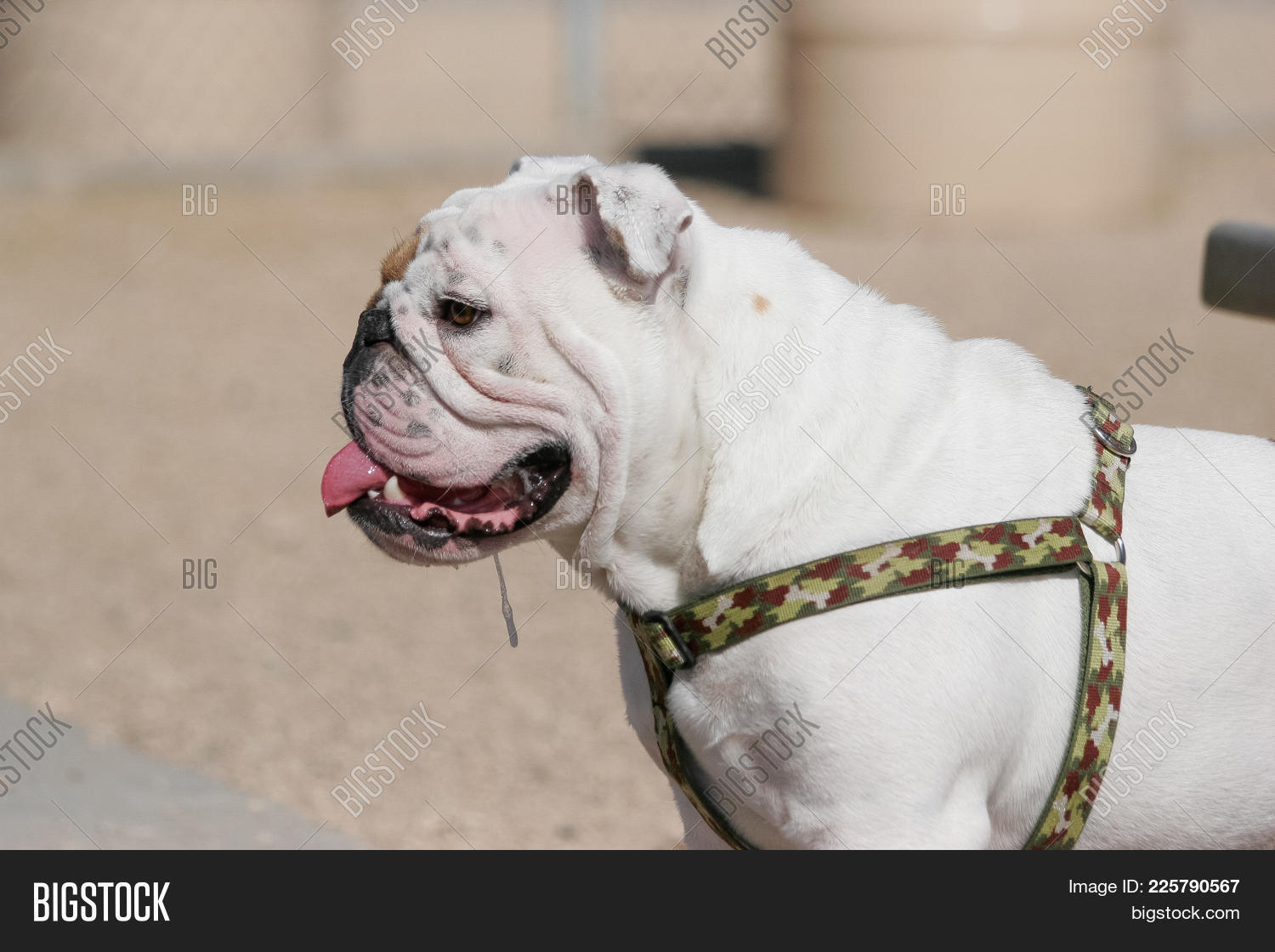Profile Drooling White Image & Photo (Free Trial) | Bigstock