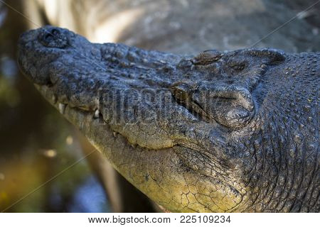 Alligator Head Photo. Image & Photo (Free Trial) | Bigstock