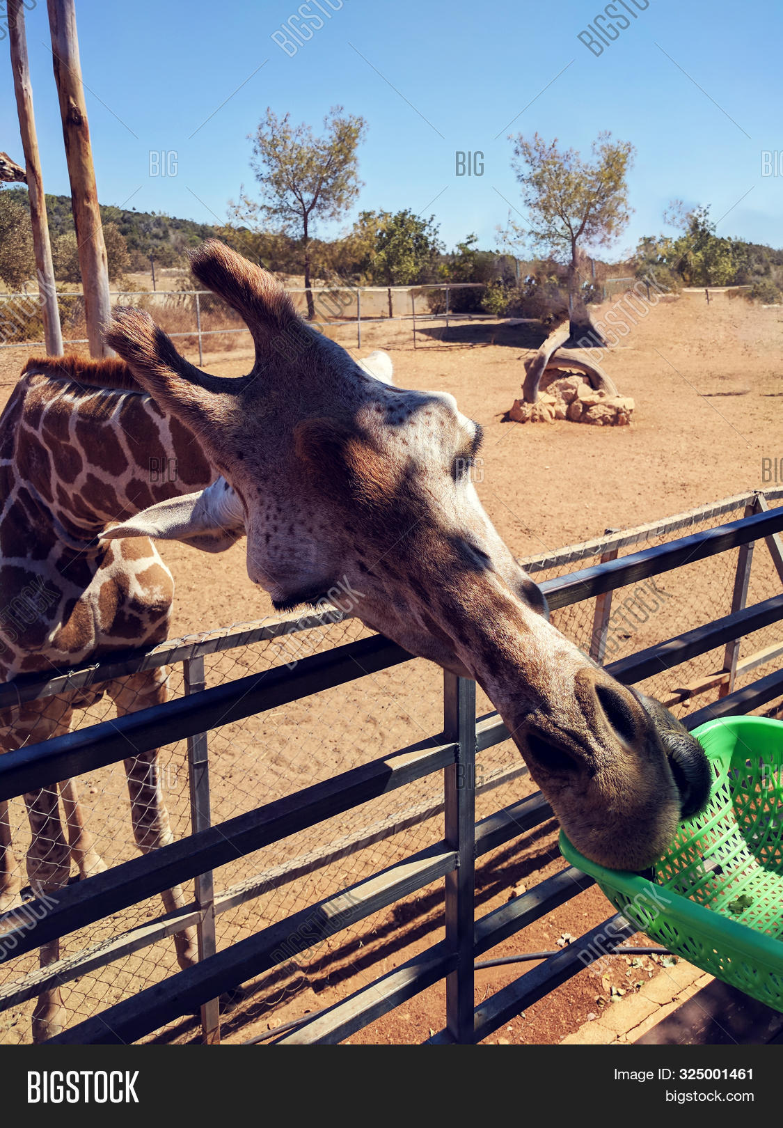 Zoo Visitors Feeding Image & Photo (Free Trial) | Bigstock