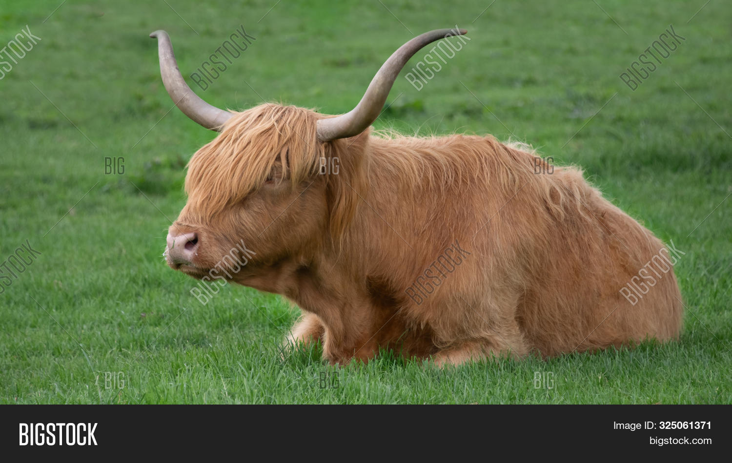 Highland Cow Long Hair Image & Photo (Free Trial) | Bigstock