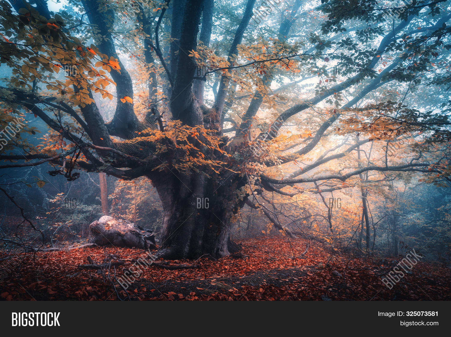 Old Magical Tree Big Image & Photo (Free Trial) | Bigstock