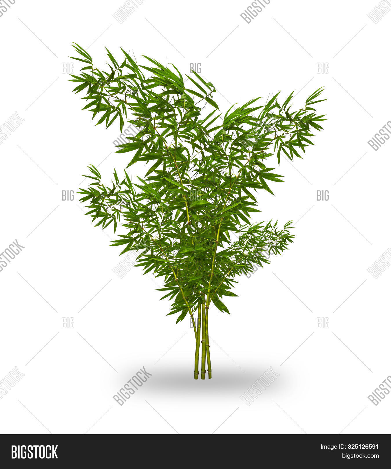 Bamboo. Isolated Tree Image & Photo (Free Trial) | Bigstock