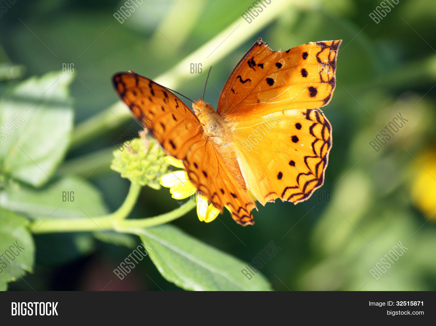 Butterfly Broken Wing Image & Photo (Free Trial) | Bigstock