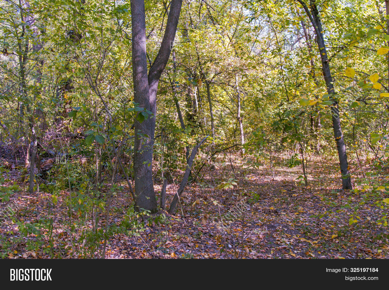 Forest On Islands Image & Photo (Free Trial) | Bigstock