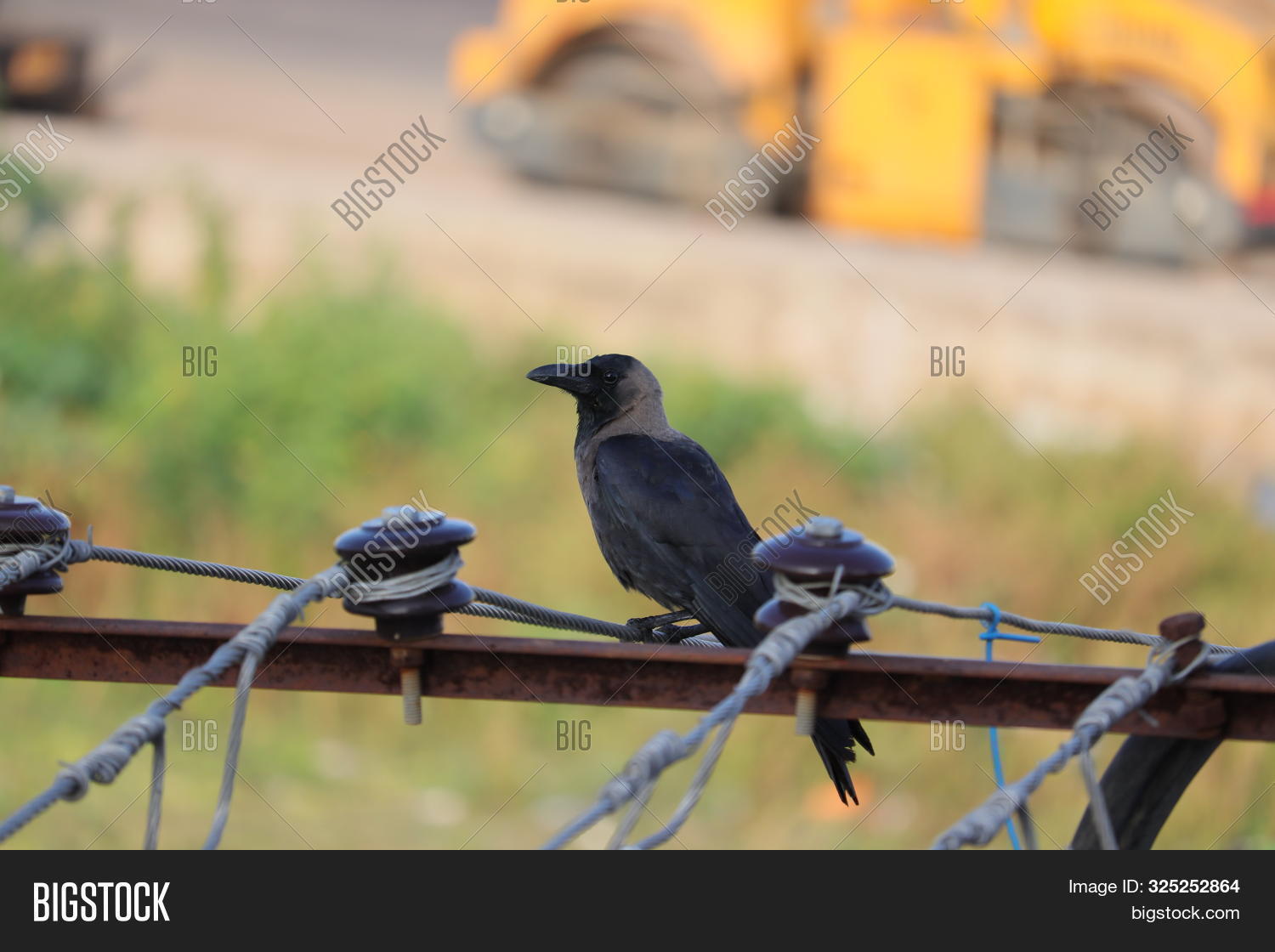 House Crow, Known Image & Photo (Free Trial) | Bigstock