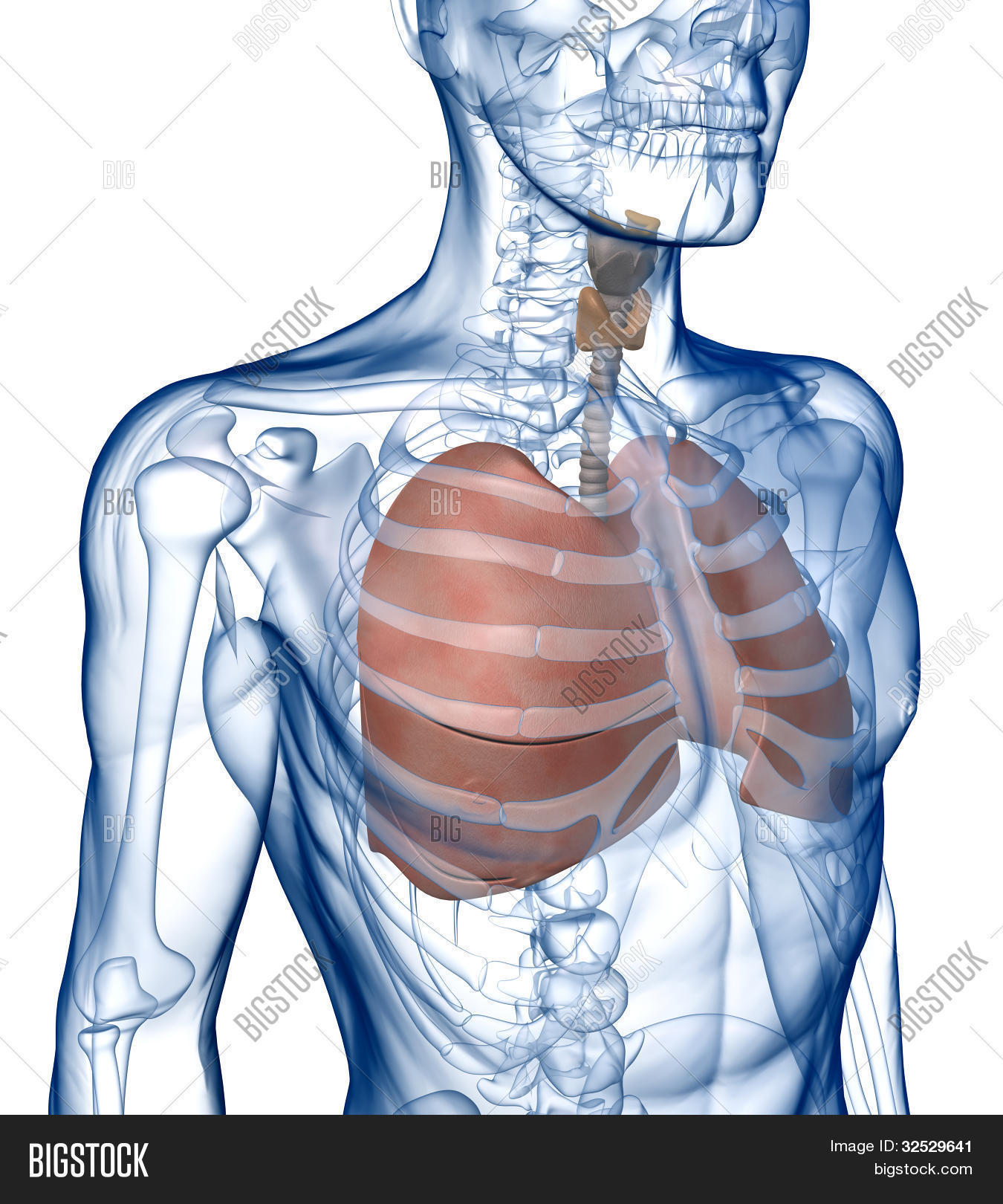 Lungs Rib_Cage Image & Photo (Free Trial) | Bigstock