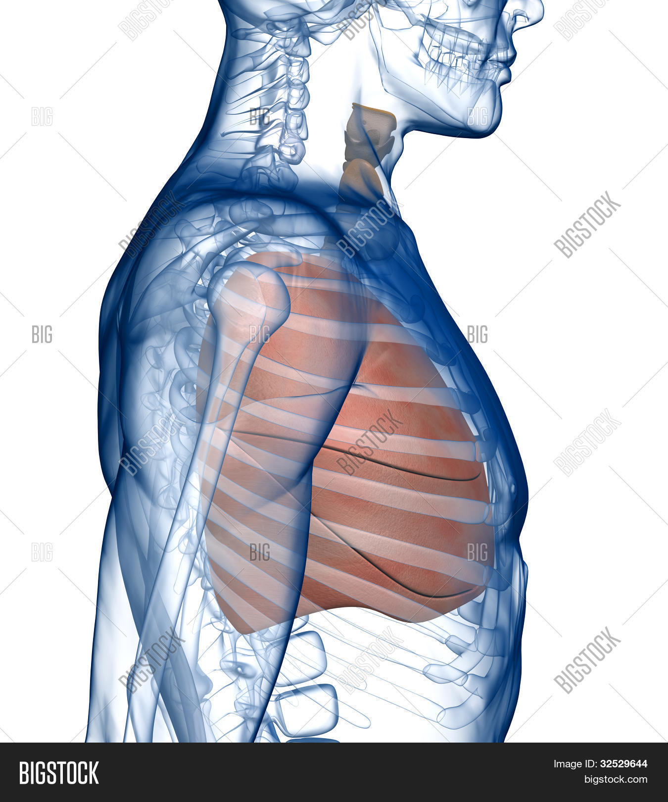 Bild und Foto zu Lunge (Kostenlose Probeversion) | Bigstock