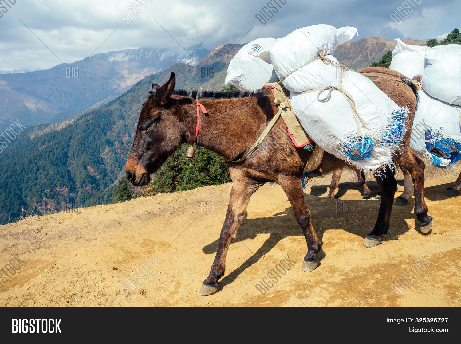 Donkey Laden Load Image & Photo (Free Trial) | Bigstock