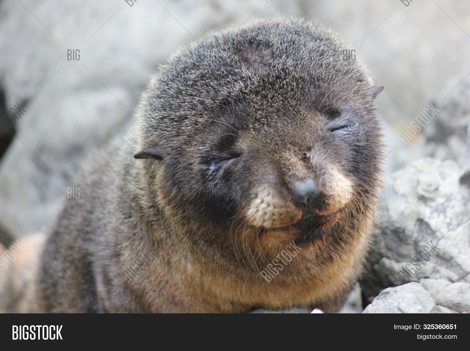 Fur Seal Chilling Image & Photo (Free Trial) | Bigstock