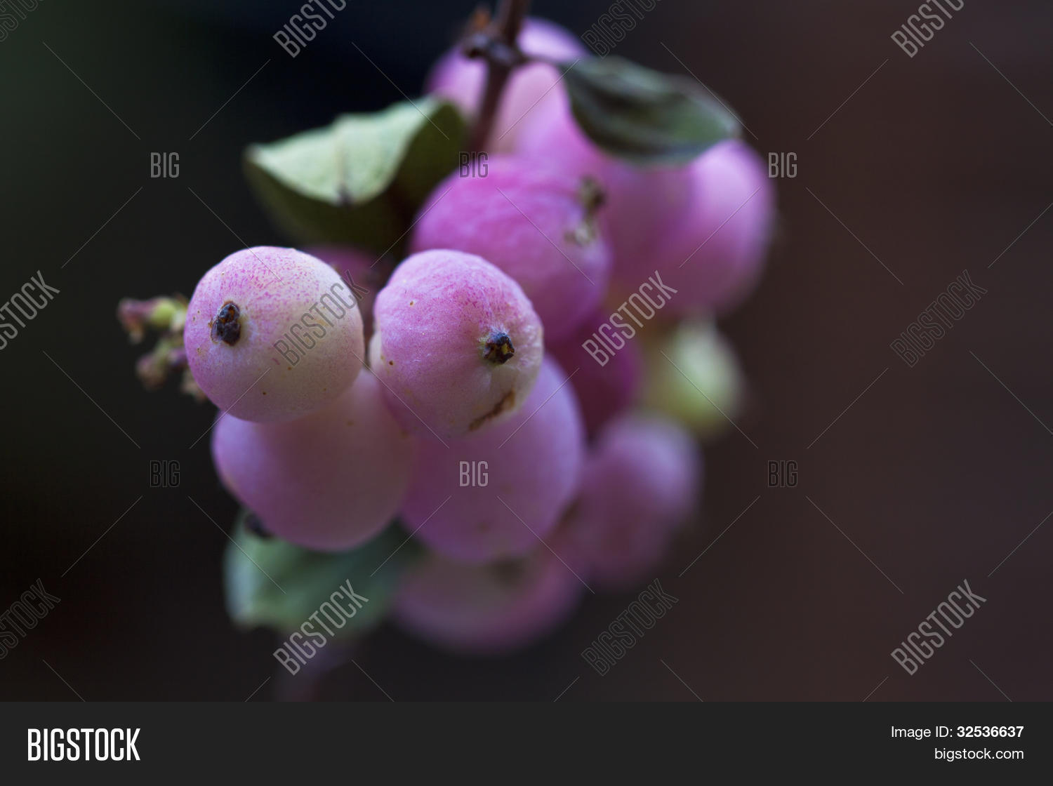 Pink Berries Black Image & Photo (Free Trial) | Bigstock