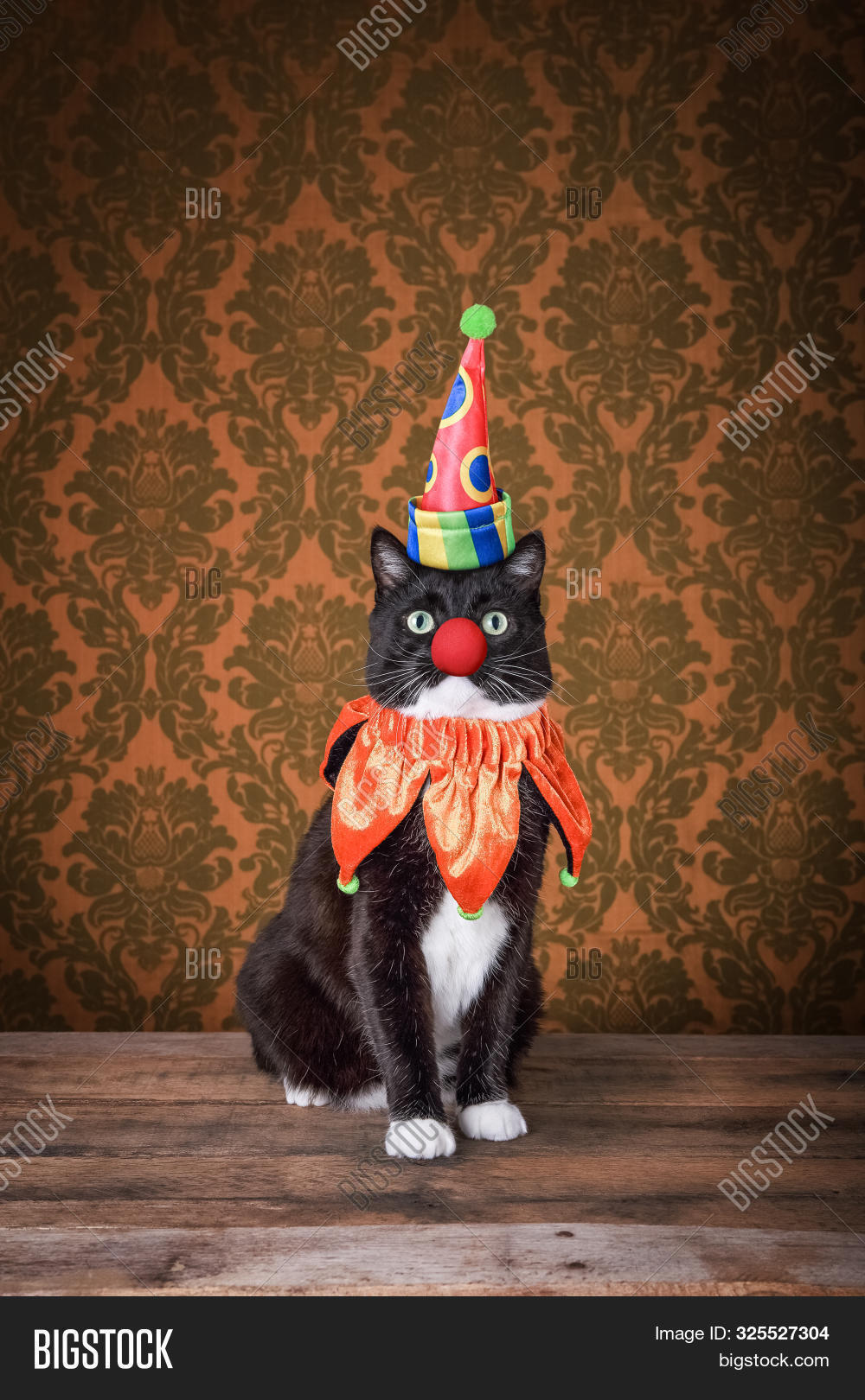 Black White Tuxedo Cat Image & Photo (Free Trial) | Bigstock