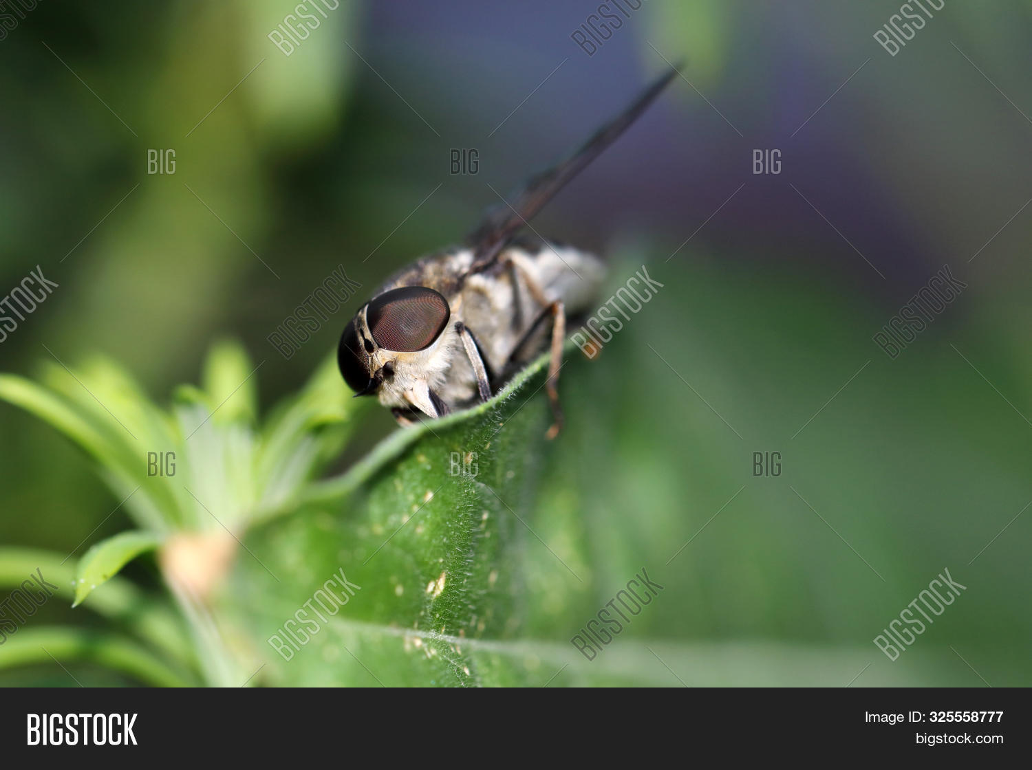 Horse Fly- Tabanus Image & Photo (Free Trial) | Bigstock