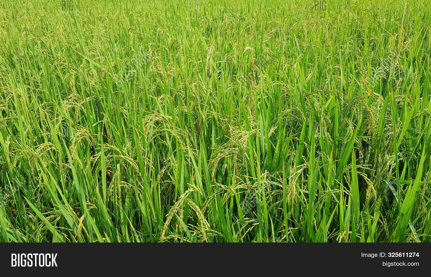 Rice Green Color Image & Photo (Free Trial) | Bigstock