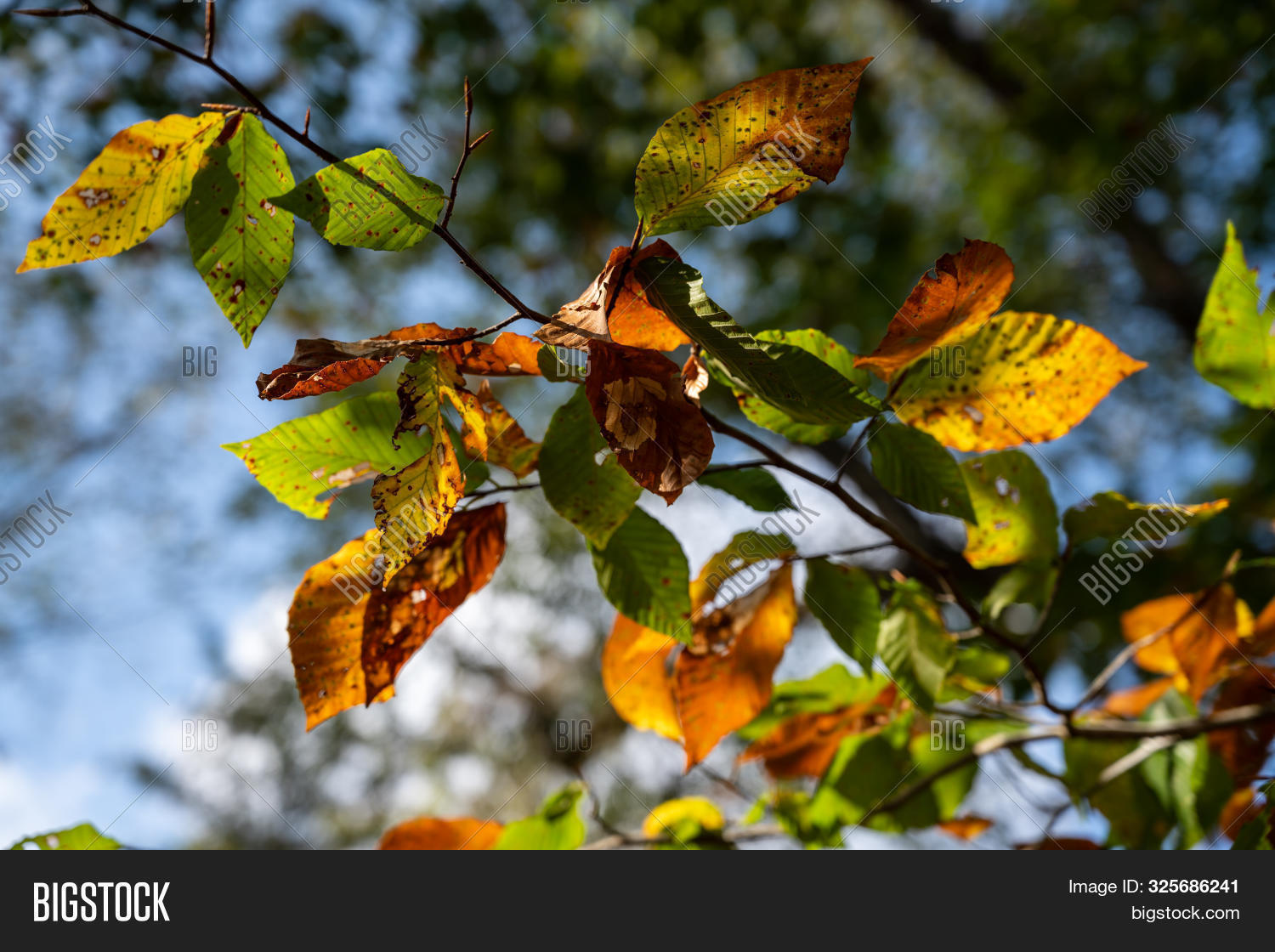 Close- Photo Tree Image & Photo (Free Trial) | Bigstock