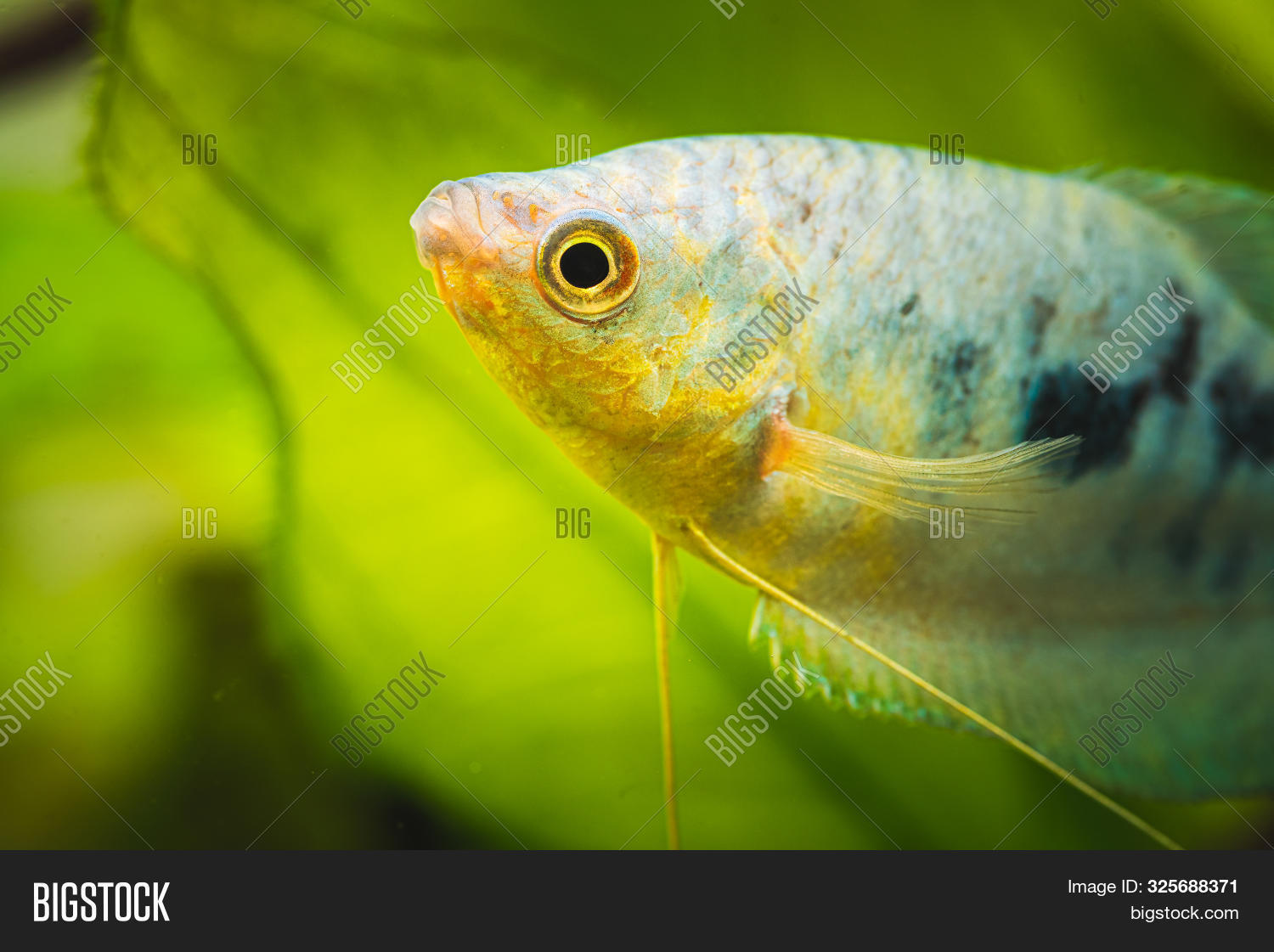 Opaline Gourami Image & Photo (Free Trial) | Bigstock