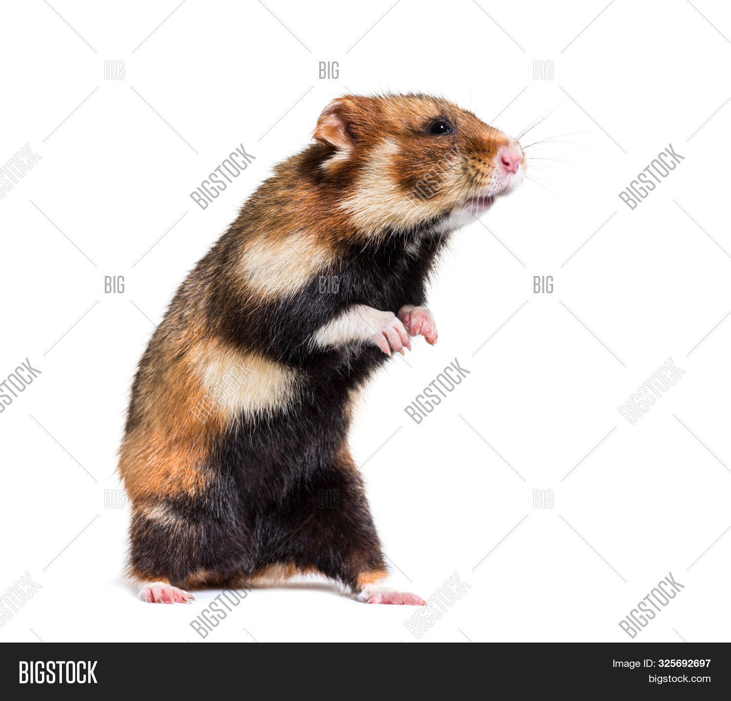 European Hamster On Image & Photo (Free Trial) | Bigstock
