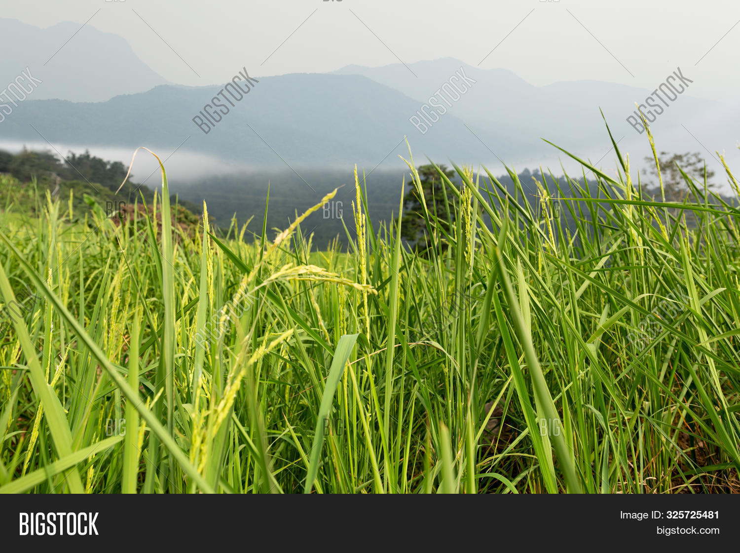 Beautiful Mist Image & Photo (Free Trial) | Bigstock
