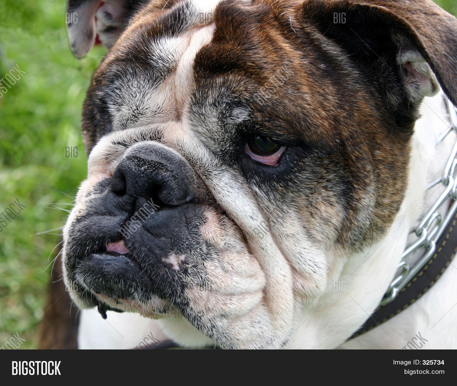 Bulldog 101 Image & Photo (Free Trial) | Bigstock