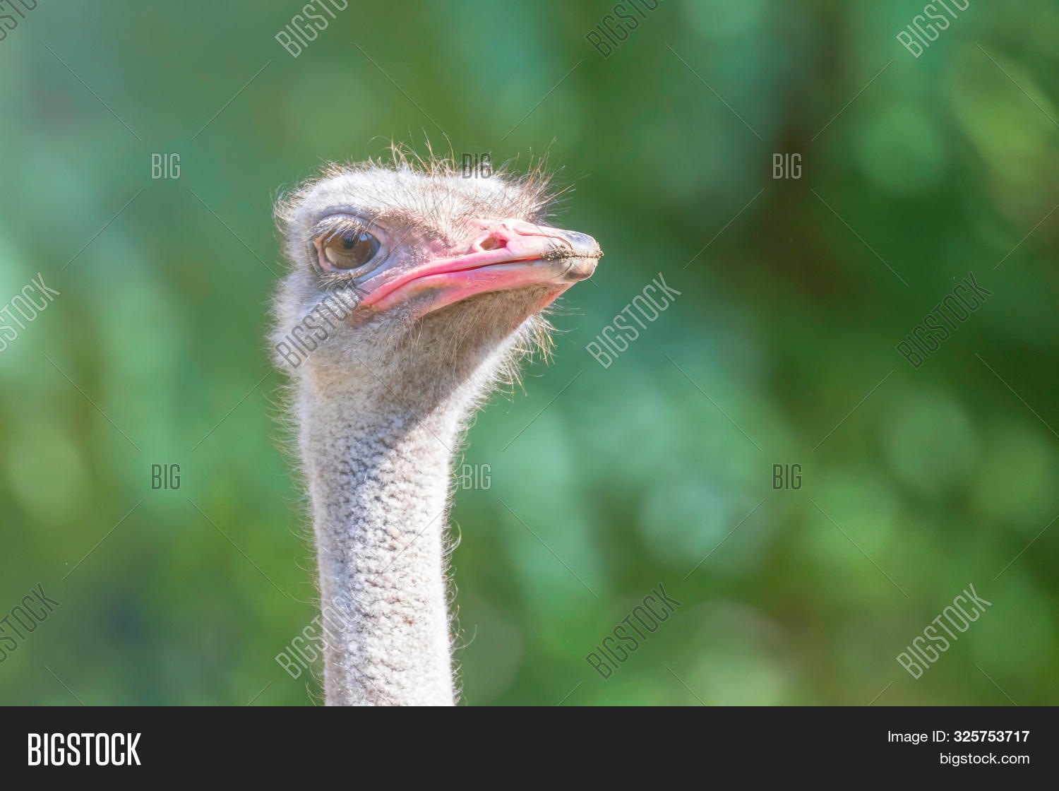 Ostrich Close Portrait Image & Photo (Free Trial) | Bigstock