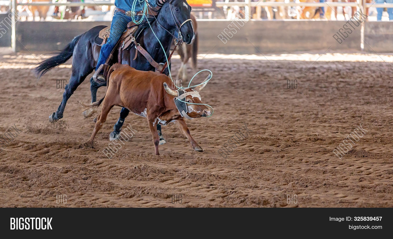 Calf Being Lassoed By Image & Photo (Free Trial) | Bigstock
