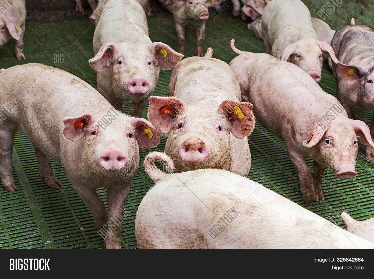 Pink Pigs On Farm. Image & Photo (Free Trial) | Bigstock