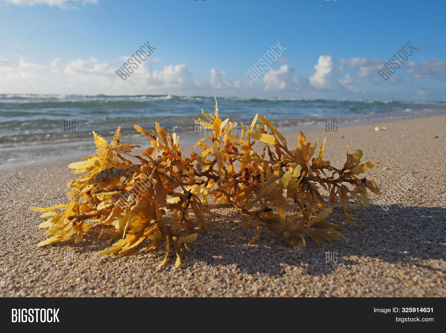Seaweed Washed On Image & Photo (Free Trial) | Bigstock