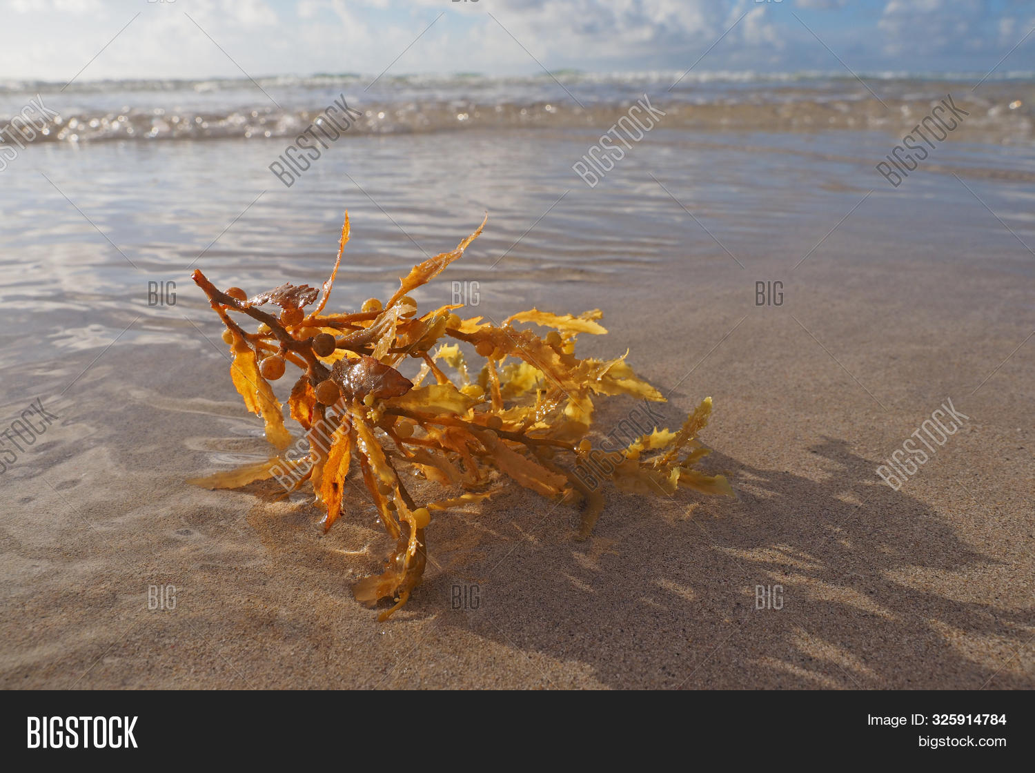 Seaweed Washed On Image & Photo (Free Trial) | Bigstock