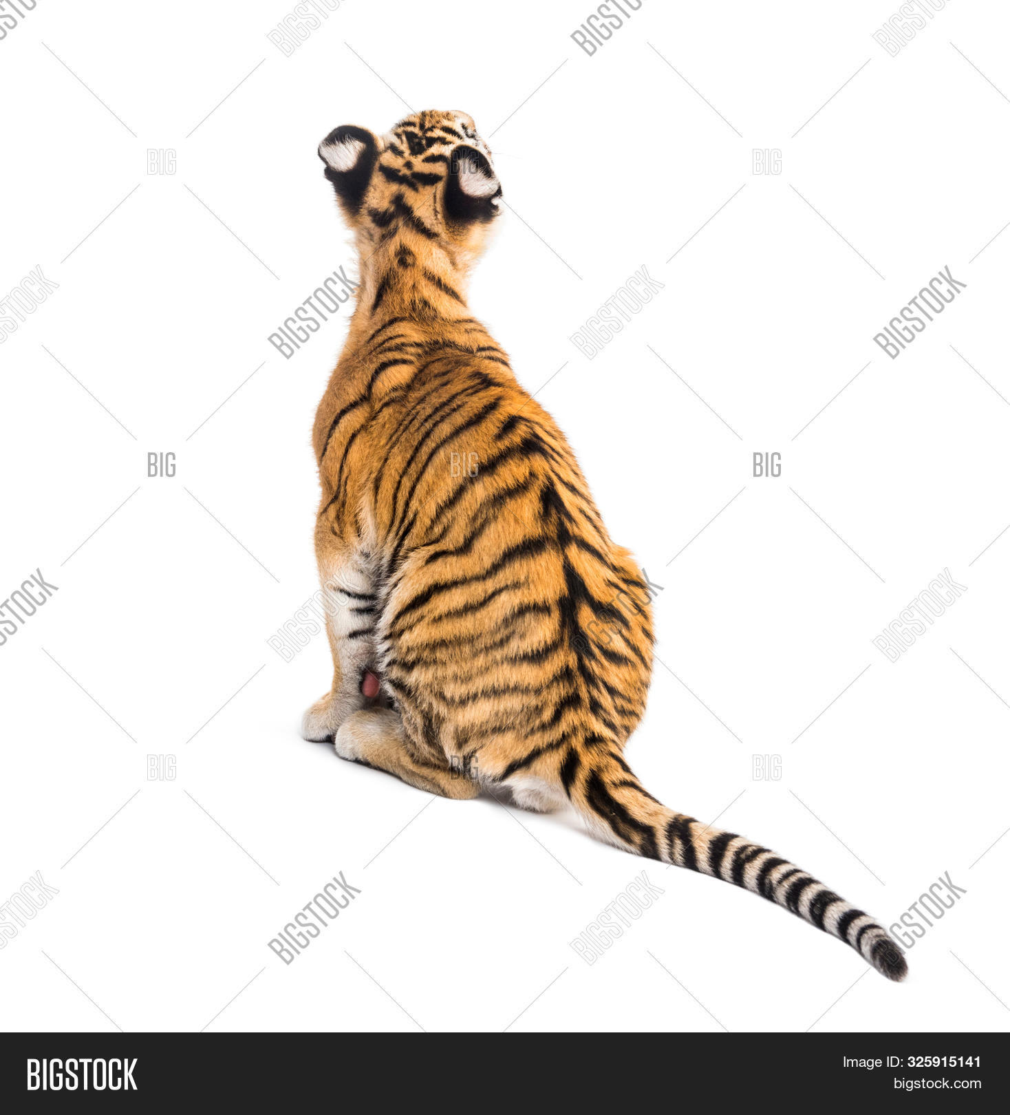 Back View On Two Image & Photo (Free Trial) | Bigstock