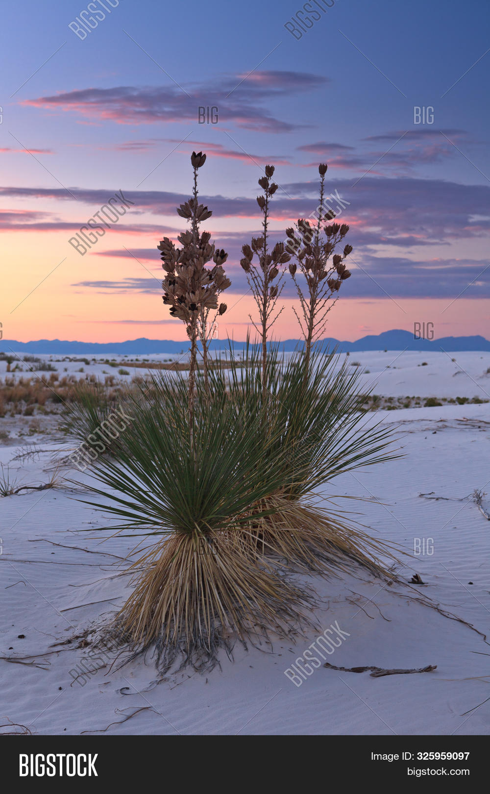Yucca Plant During Image & Photo (Free Trial) | Bigstock