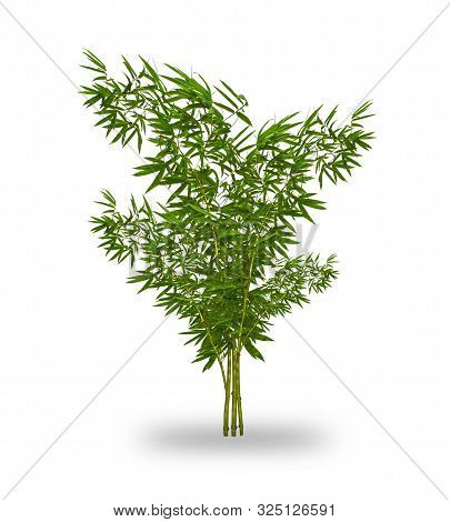Bamboo. Isolated Tree Image & Photo (Free Trial) | Bigstock