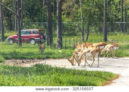Safari Drive Through Image & Photo (Free Trial) | Bigstock