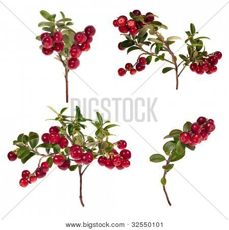 Crow Berry Images, Illustrations & Vectors (Free) - Bigstock