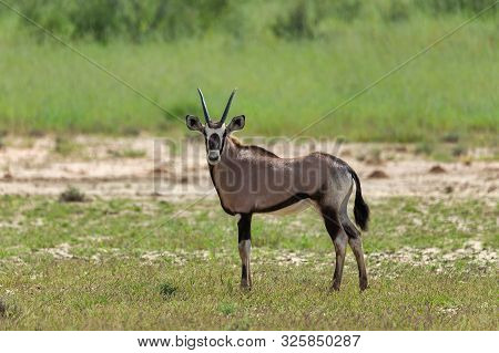 Calf Common Antelope Image & Photo (Free Trial) | Bigstock