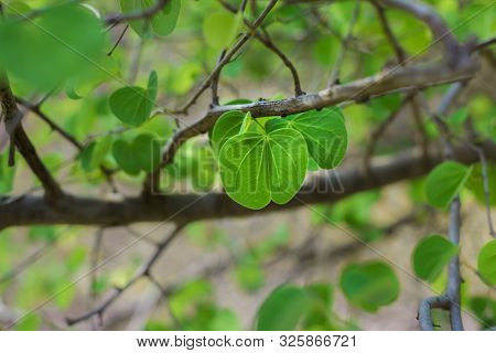 Leaves Apta Tree, Image & Photo (Free Trial) | Bigstock