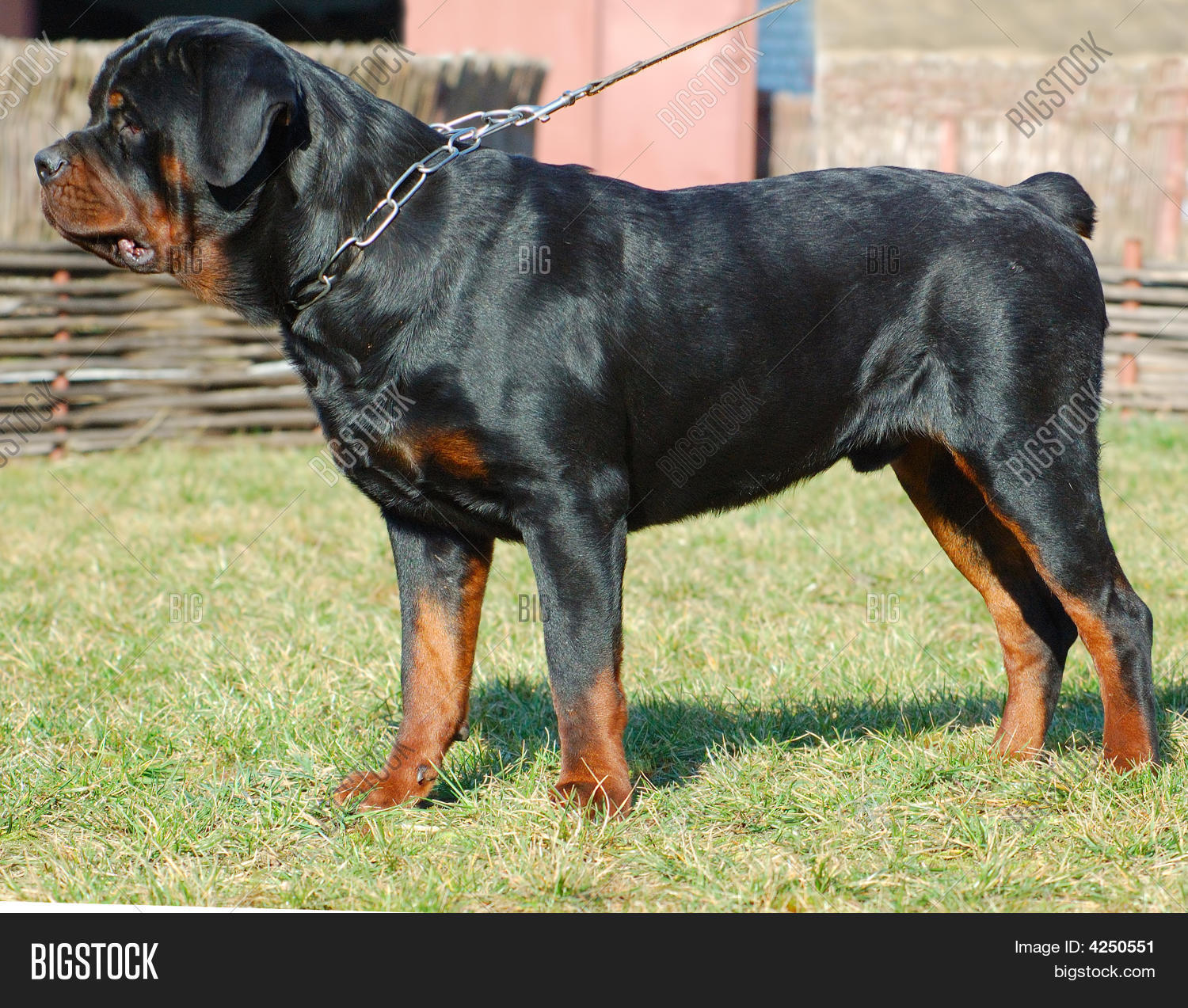 Beautiful Purebred Image & Photo (Free Trial) | Bigstock
