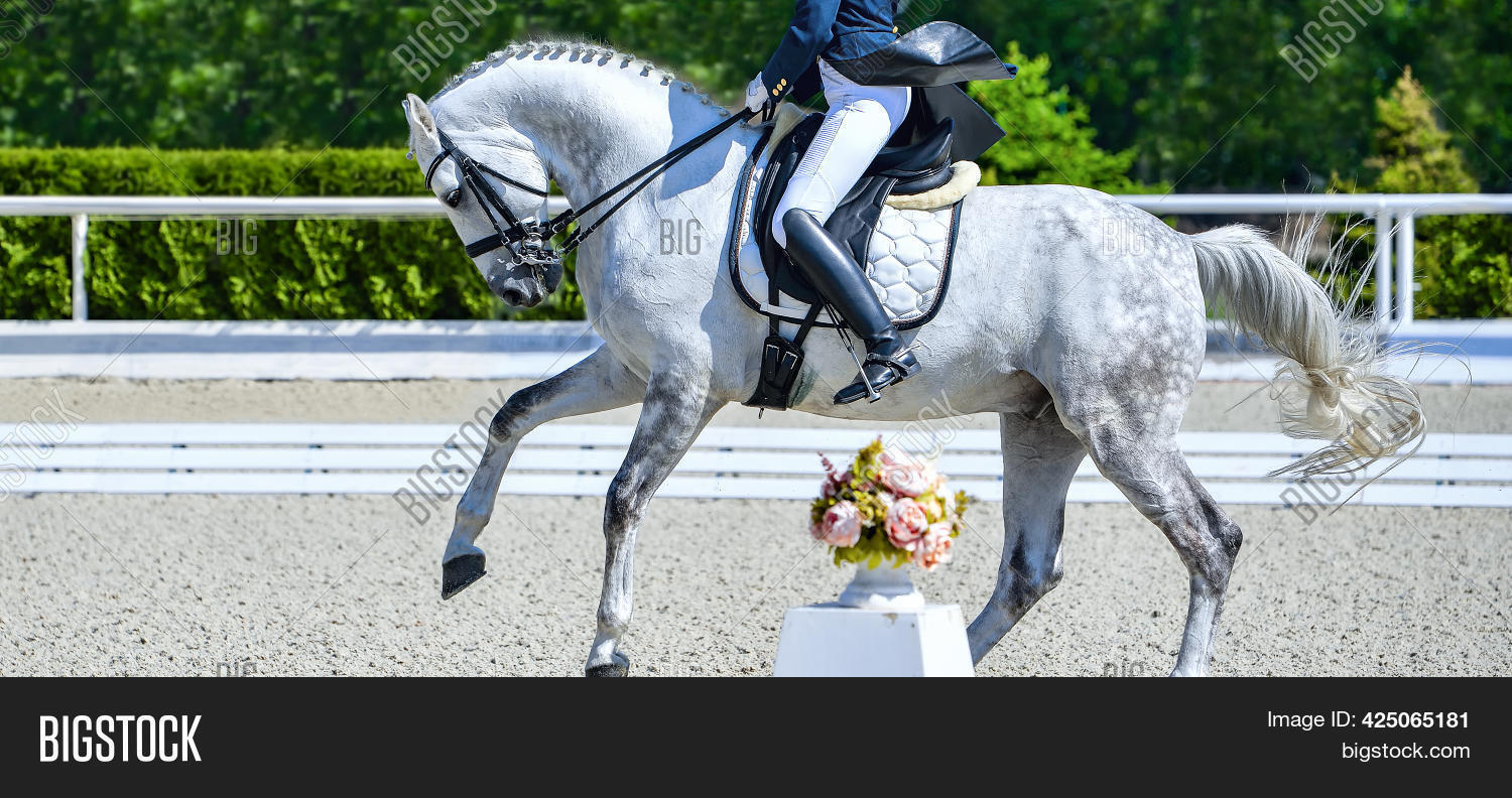 Dressage Horses Riders Image & Photo (Free Trial) | Bigstock