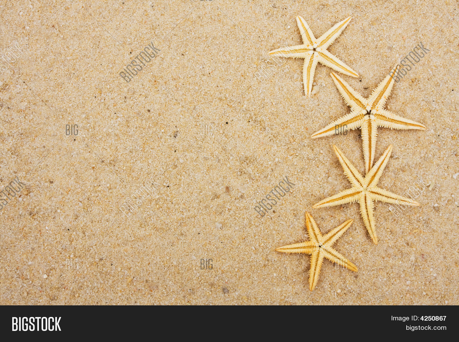 Starfish Border Image & Photo (Free Trial) | Bigstock