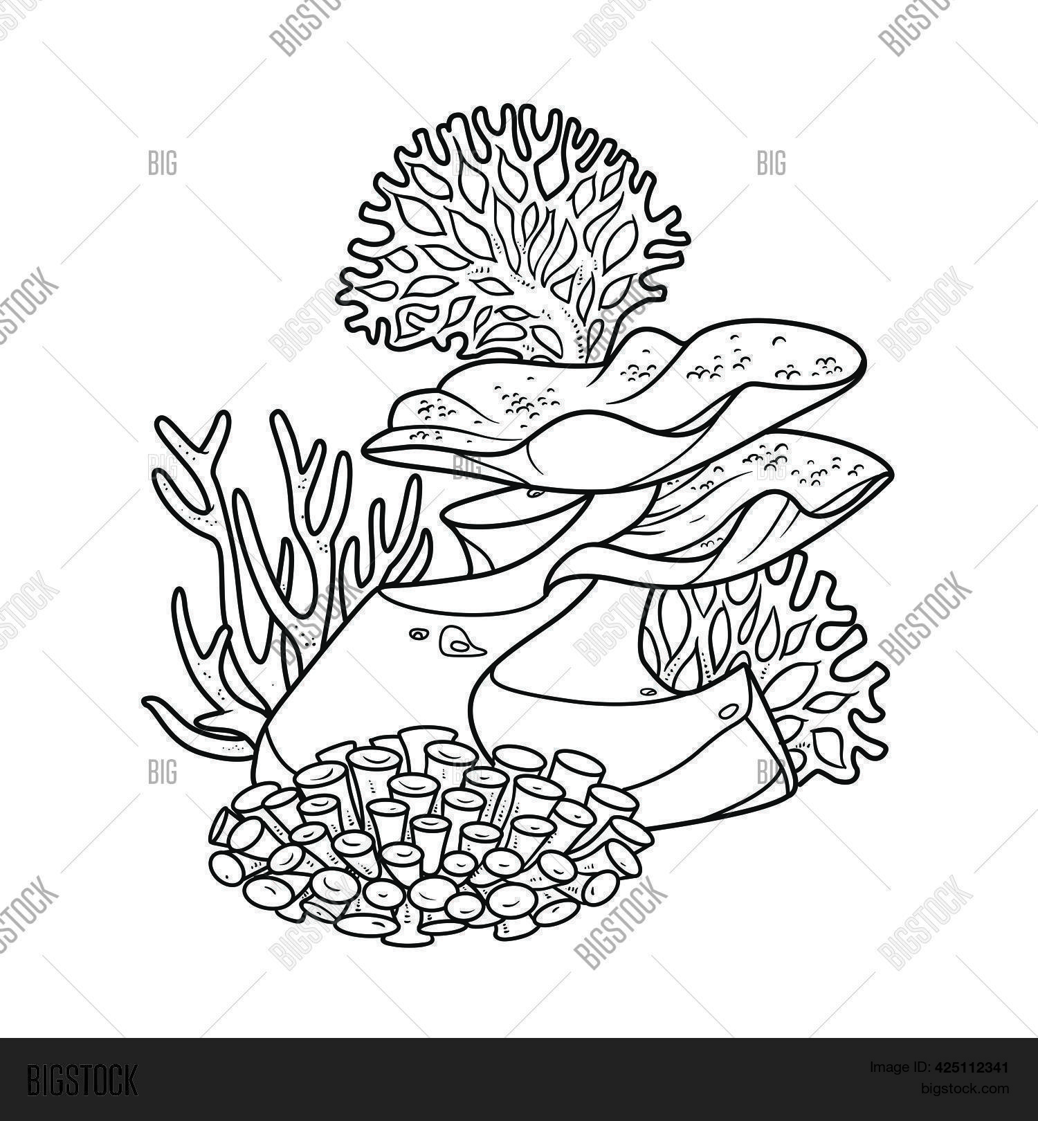 Coloring Sponge Anatomy Sheet Worksheets Biology Sketch Coloring Page